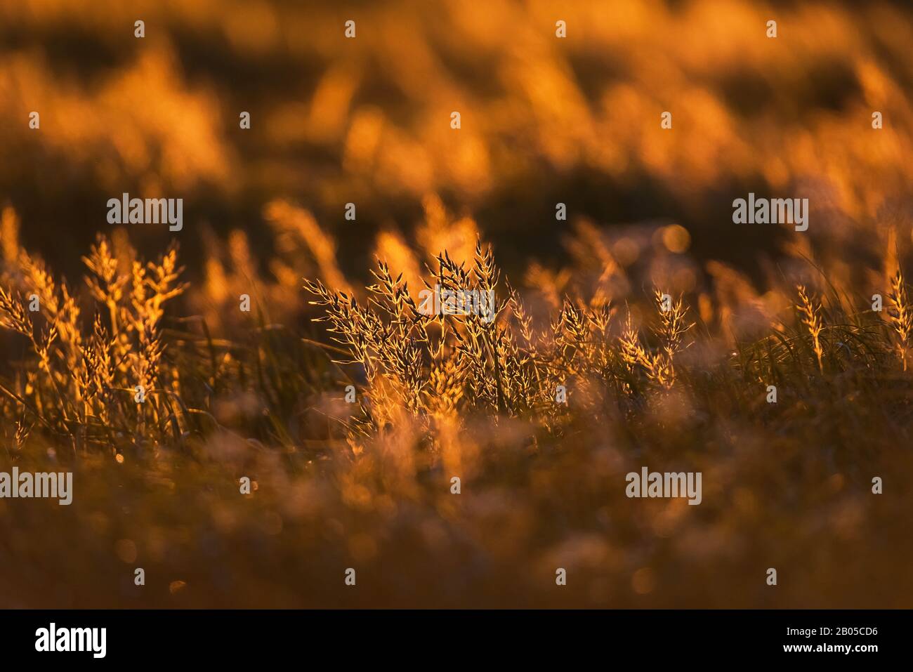 Golden field tall grass hi-res stock photography and images - Alamy