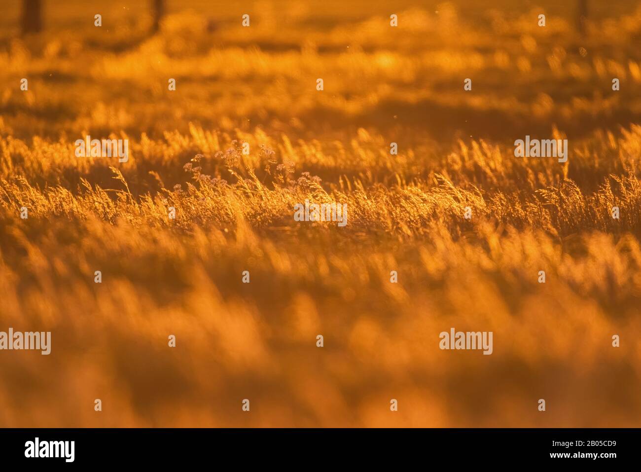 Field with tall grass in golden hour Stock Photo - Alamy