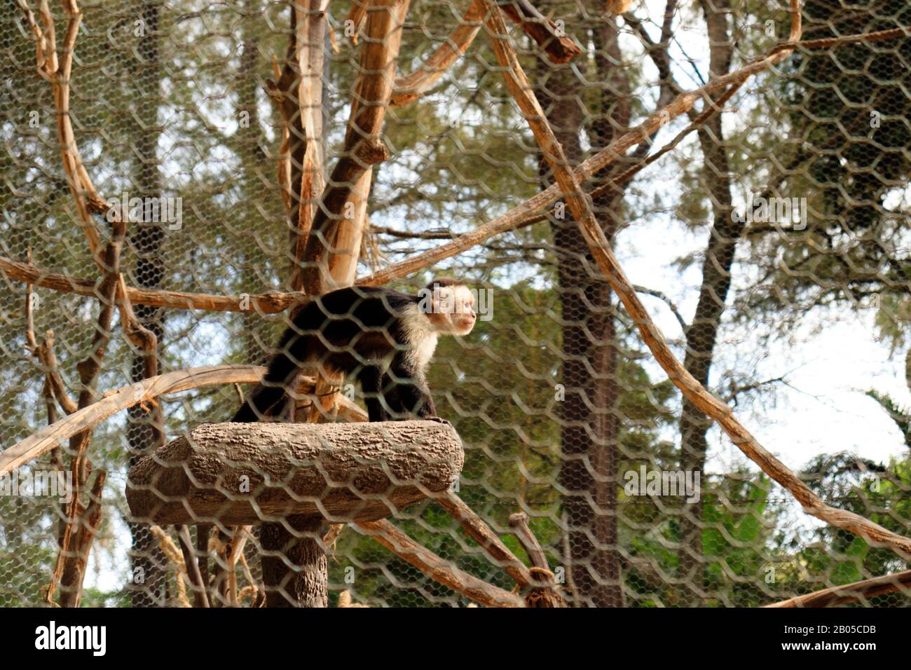 Capuchin monkey cage hi-res stock photography and images - Alamy