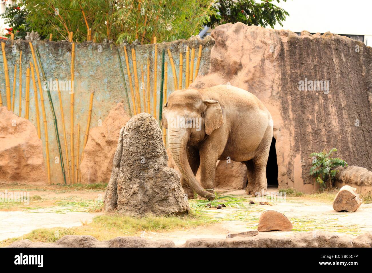 elephant outside in the sun Stock Photo - Alamy