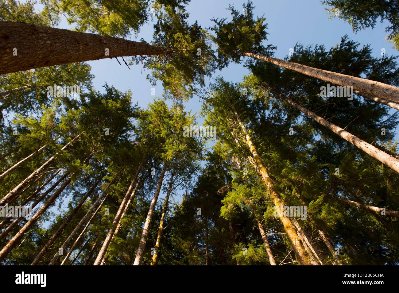 View into treetops in a forest near Forks on the Olympic Peninsula in ...