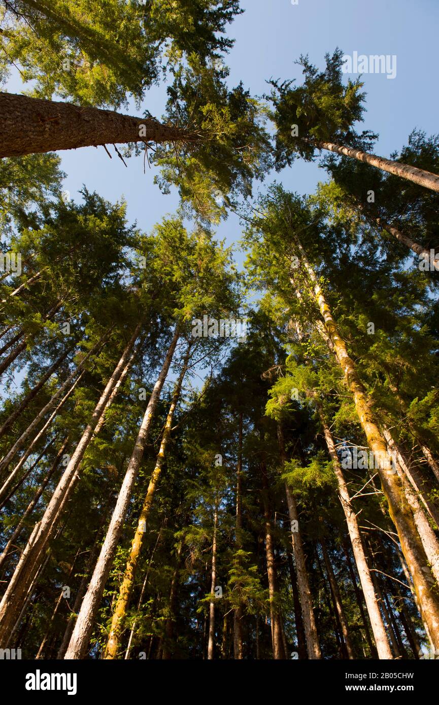 Olympic peninsula washington timber hi-res stock photography and images ...