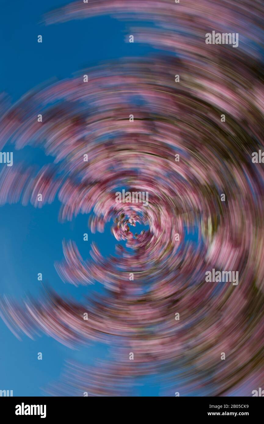 Swirly tree hi-res stock photography and images - Alamy