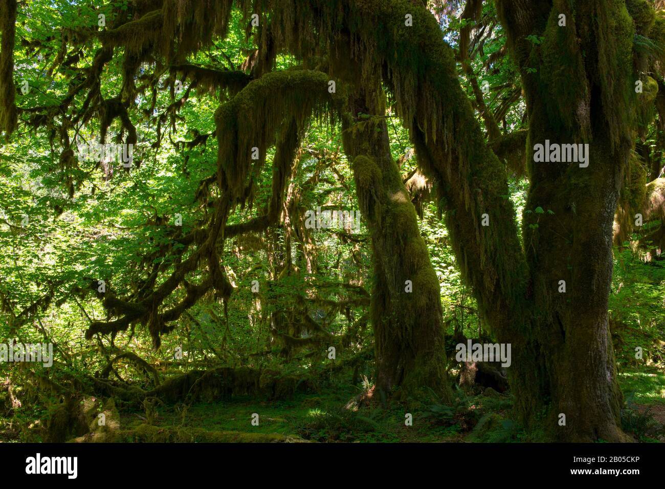 Old mossy tree olympic national park hi-res stock photography and ...
