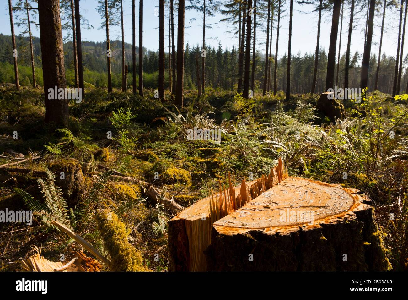 Clear Cut Forest High Resolution Stock Photography and Images - Alamy