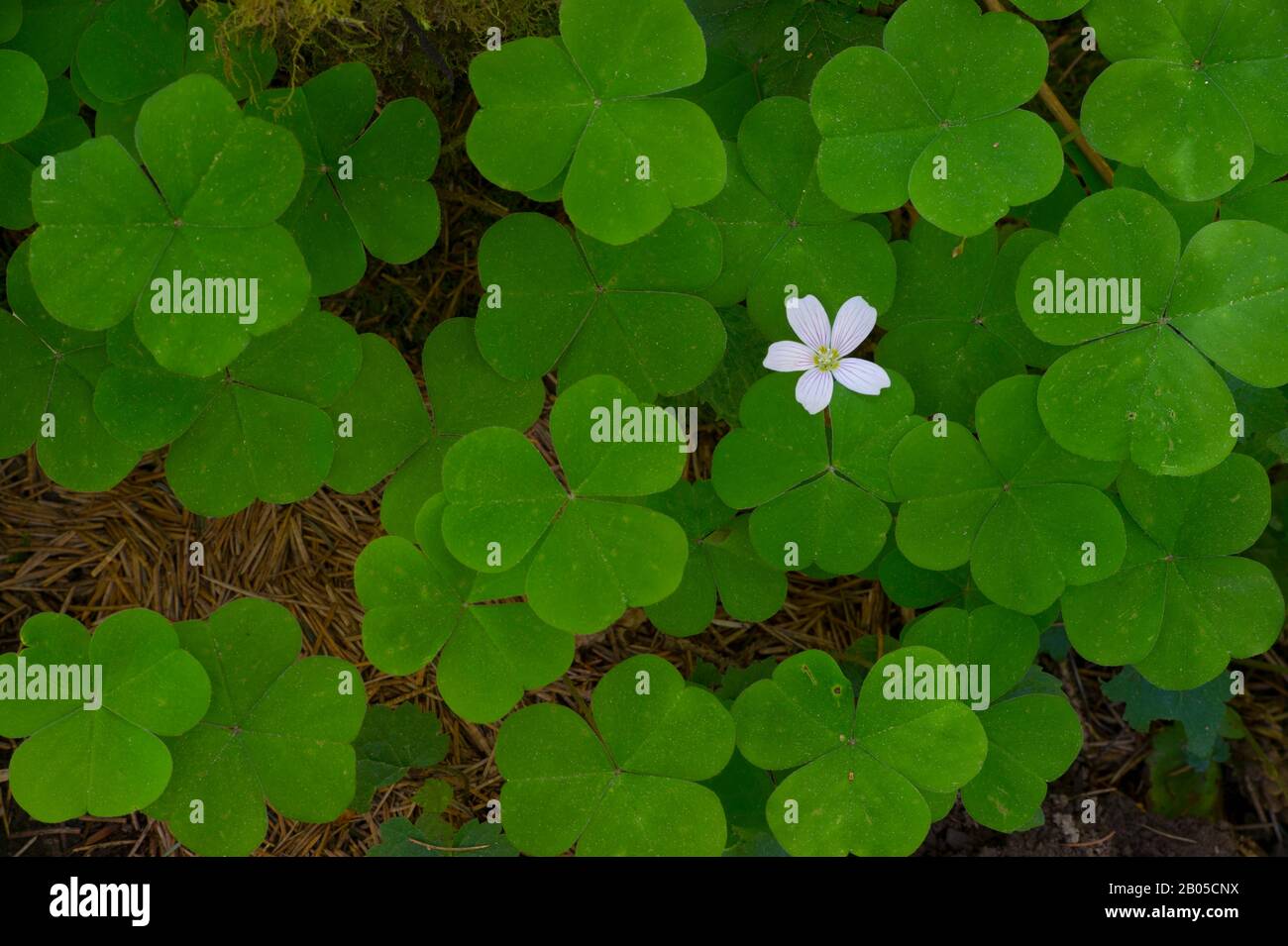 Oxalis plants with flower in the Hoh River rainforest in the Olympic ...