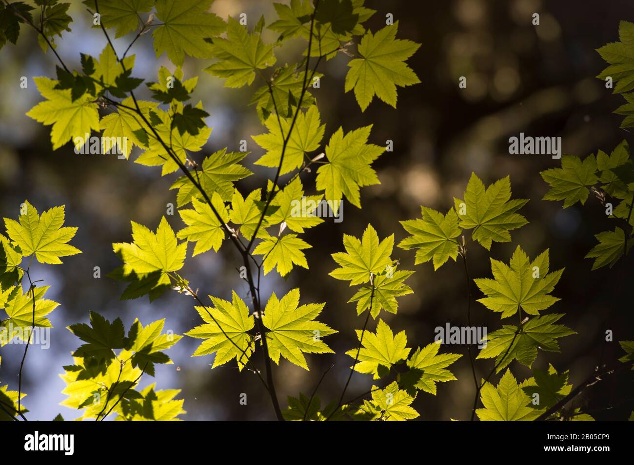 Vine maple tree hi-res stock photography and images - Alamy