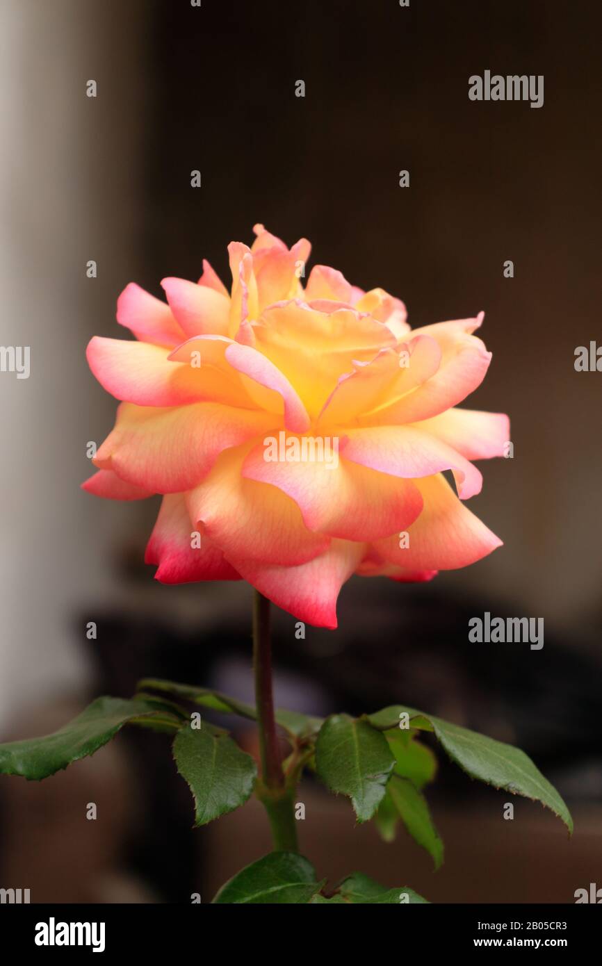Pink rose portrait hi-res stock photography and images - Alamy