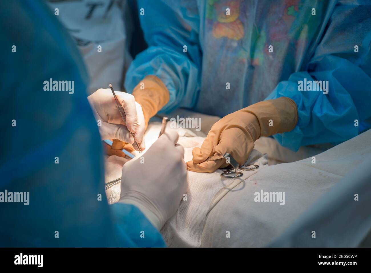 surgical suture. The hands of the surgeon and assistant in a sterile ...