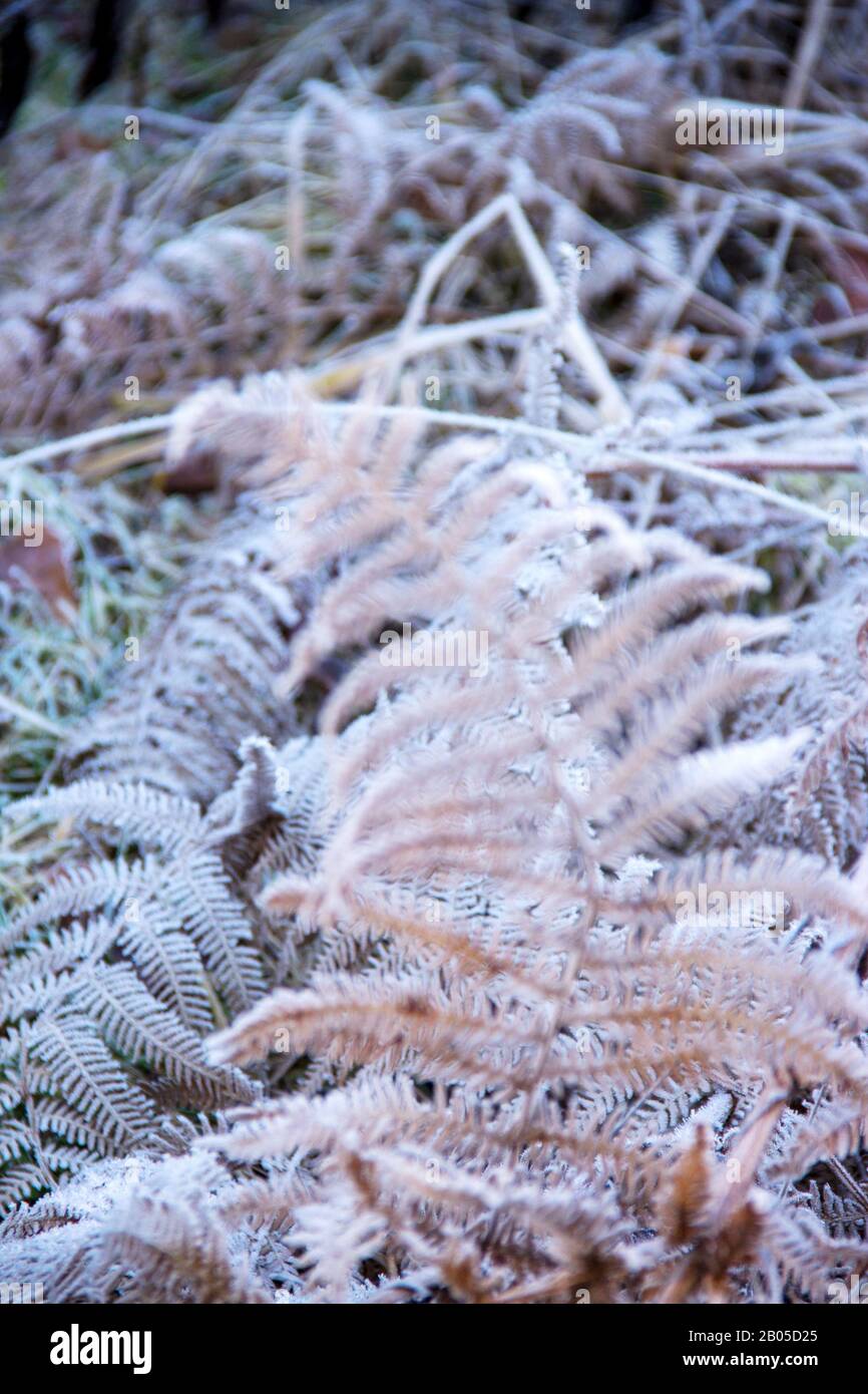 Pteridium aquilinum root hi-res stock photography and images - Alamy