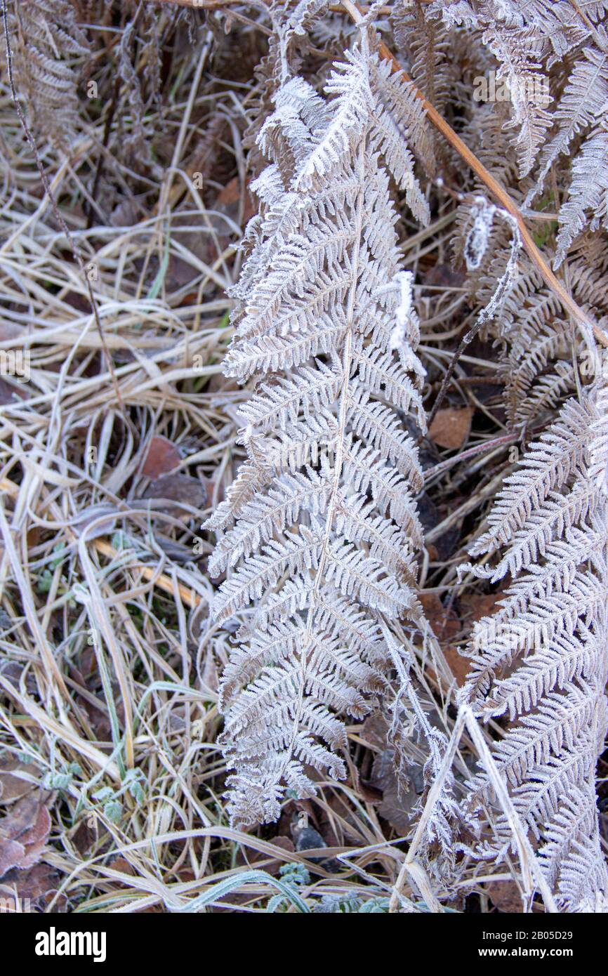 Pteridium aquilinum root hi-res stock photography and images - Alamy