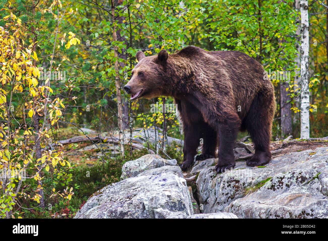 Bear habitat hi-res stock photography and images - Alamy