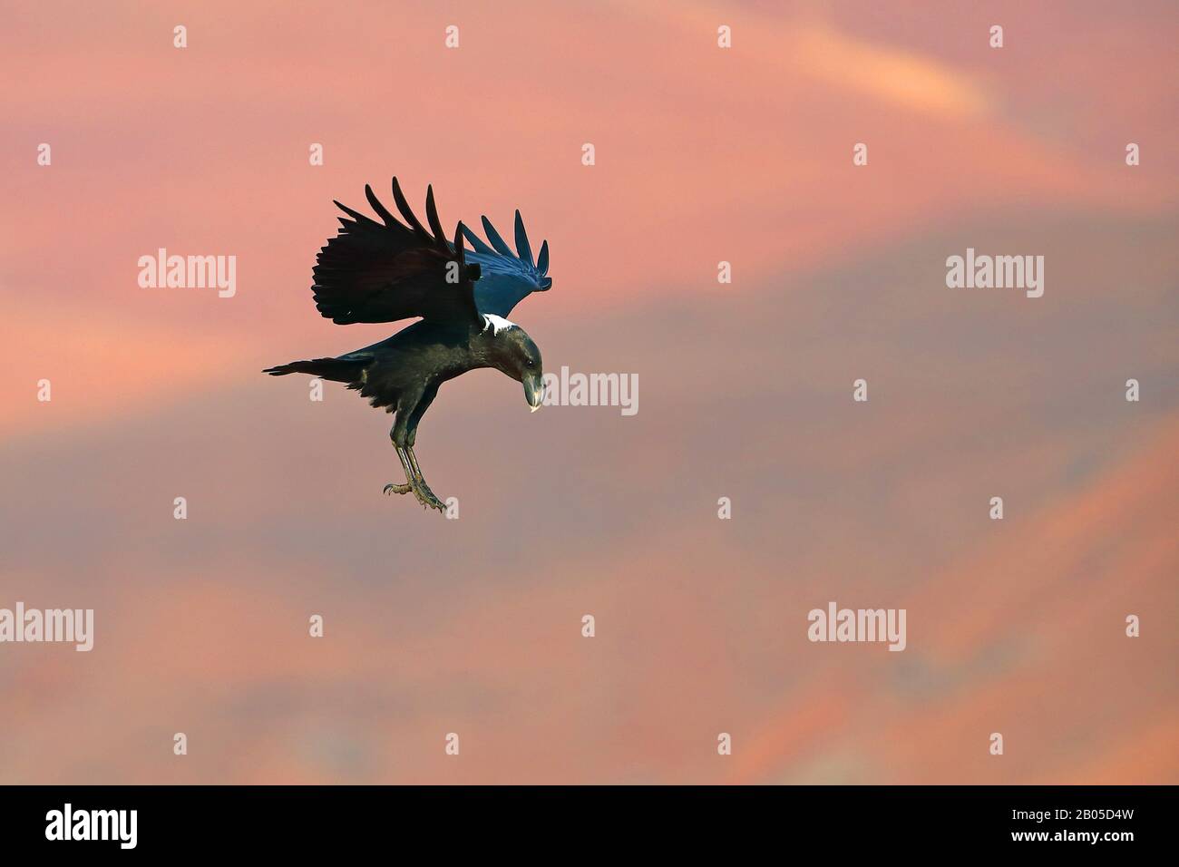 African white-necked raven, White-naped Raven (Corvus albicollis ...