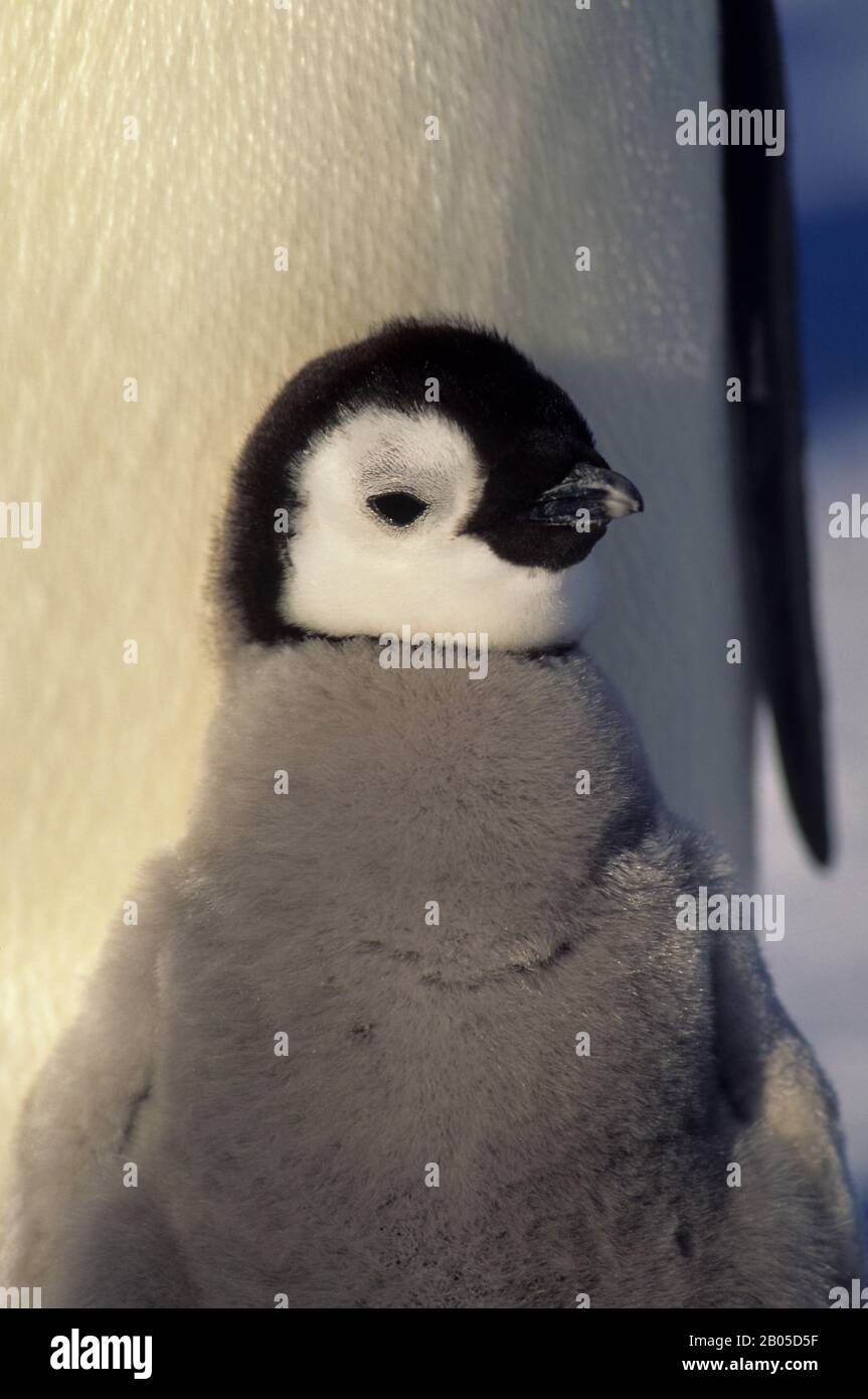 Baby penguin close up hi-res stock photography and images - Alamy