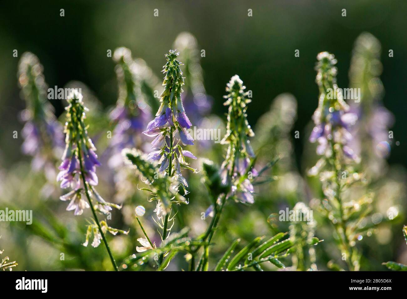 Goat's rue, French lilac, Italian fitch, Professor-weed (Galega ...