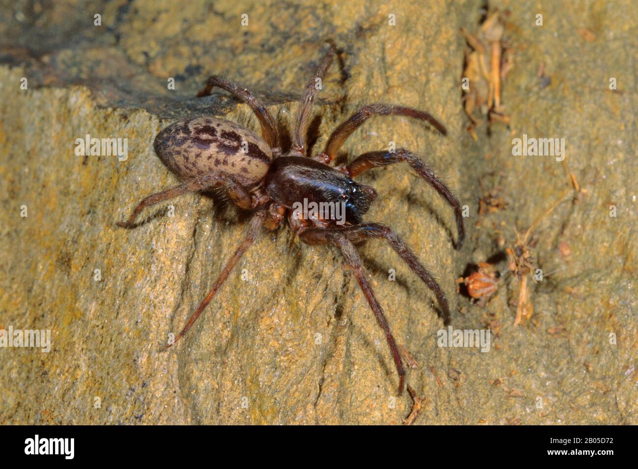 snake-back spider (Segestria bavarica), sits on a stone, Germany Stock ...