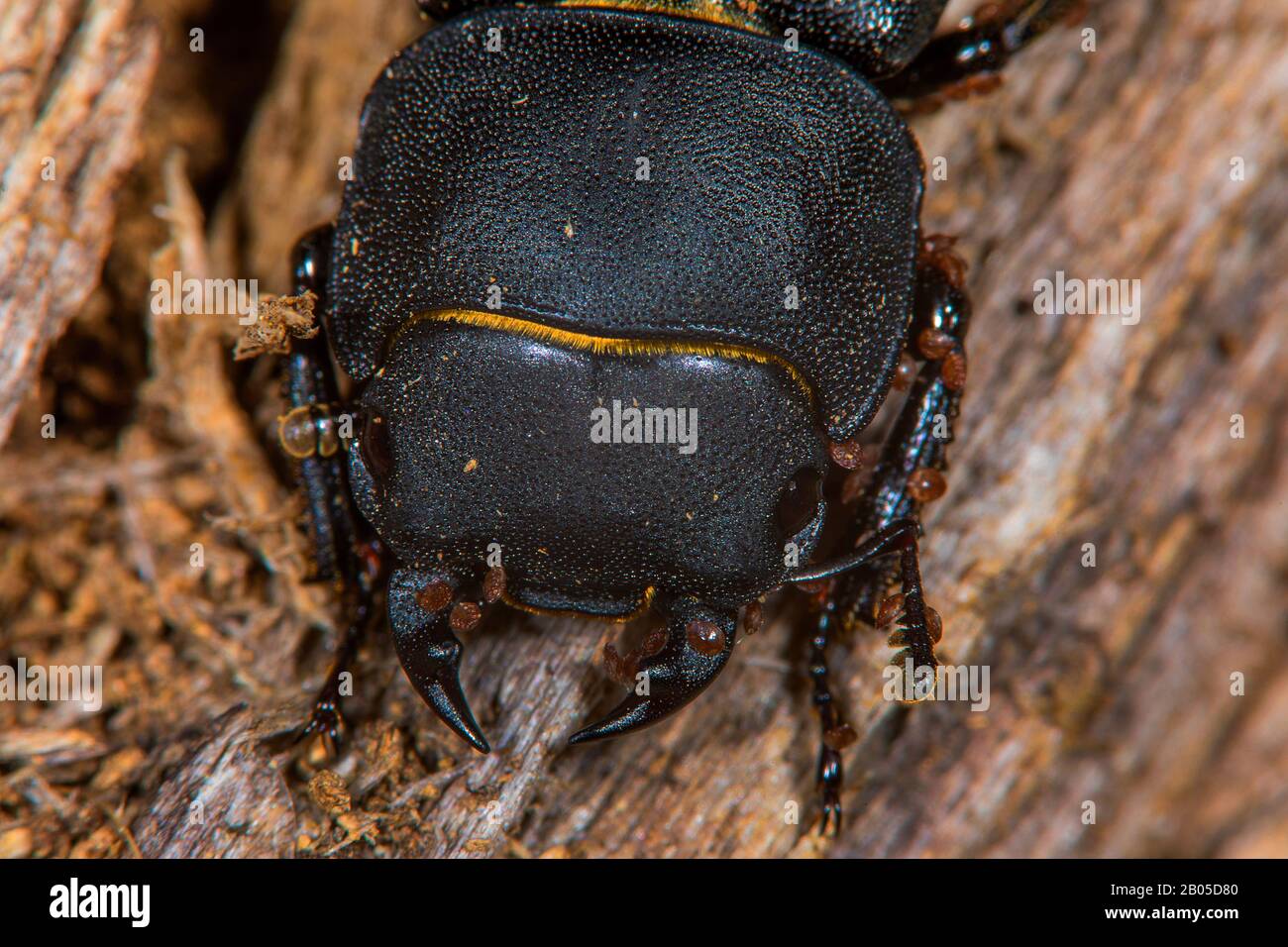 Lesser stag beetle (Dorcus parallelipipedus), portrait, Germany Stock ...