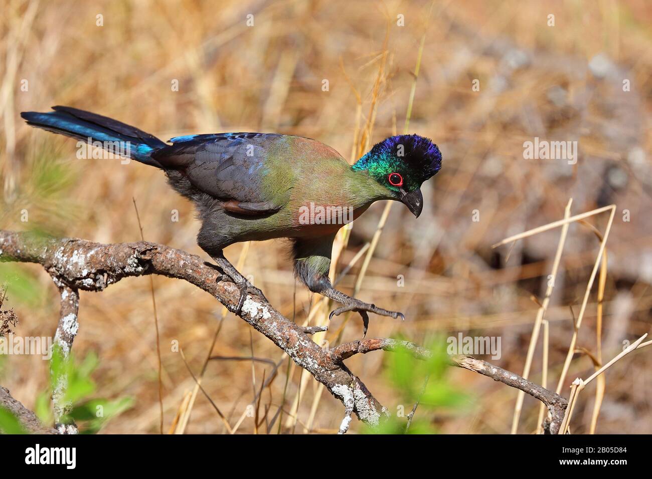 Purple crested lourie hi-res stock photography and images - Alamy