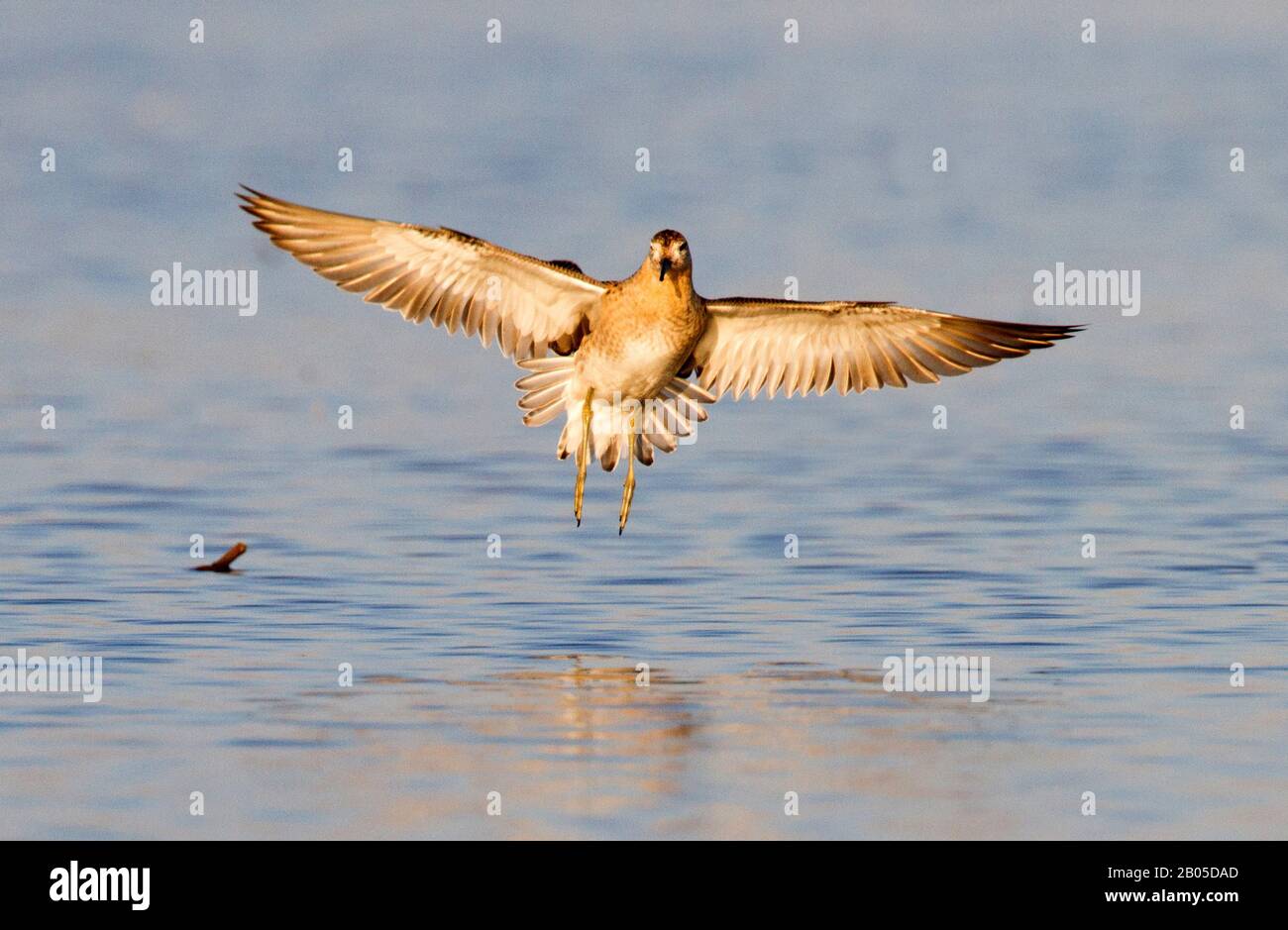Ruff in flight hi-res stock photography and images - Alamy