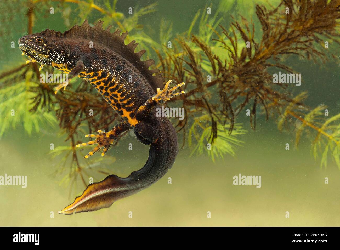 warty newt, crested newt, European crested newt (Triturus cristatus ...