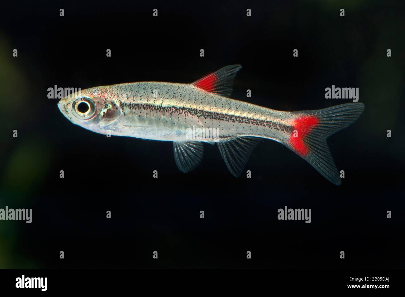 Rasbora hi-res stock photography and images - Alamy