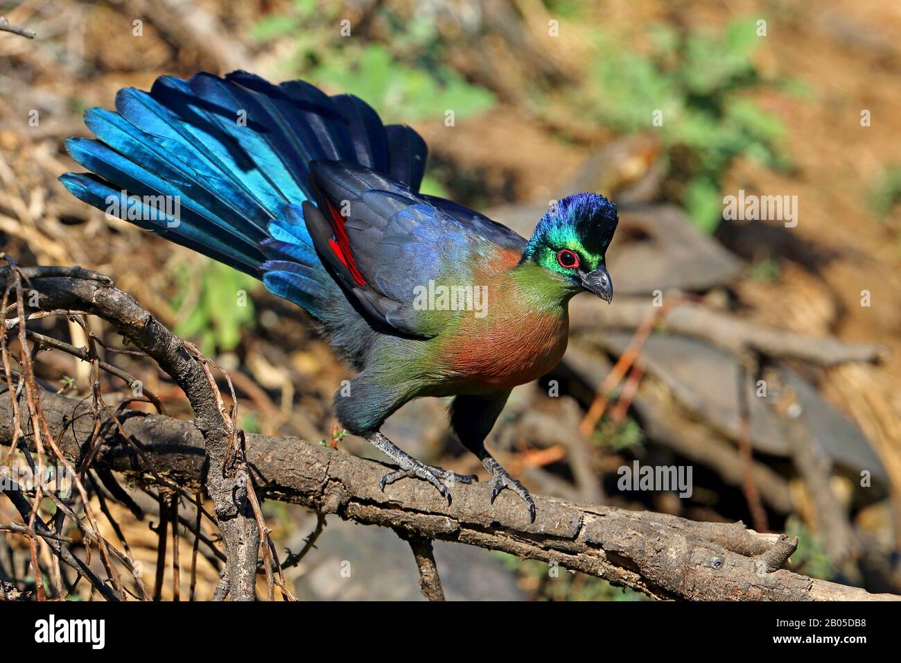 Purple-crested turaco, Violet-crested turaco, Purple-crested Lourie ...