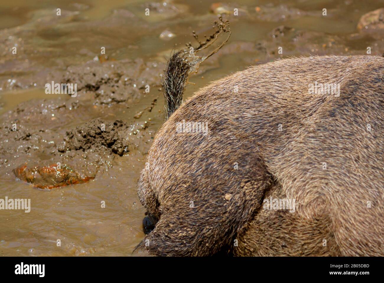 wild boar, pig, wild boar (Sus scrofa), enjoys mud bath in a wallow ...