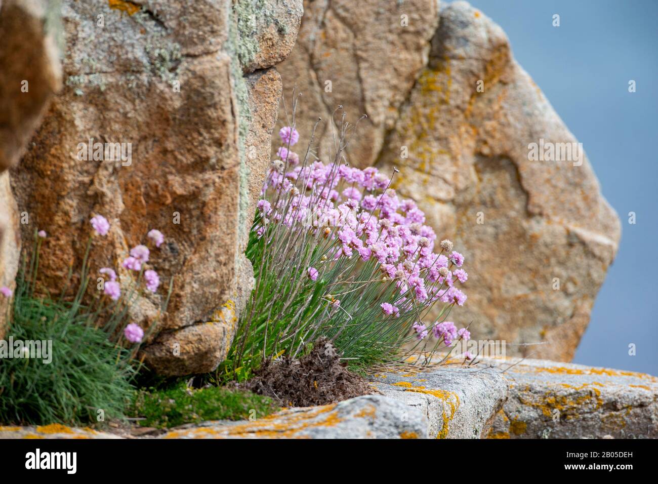 Sea thrift, Western thrift (Armeria maritima), blooming at a rock wall ...