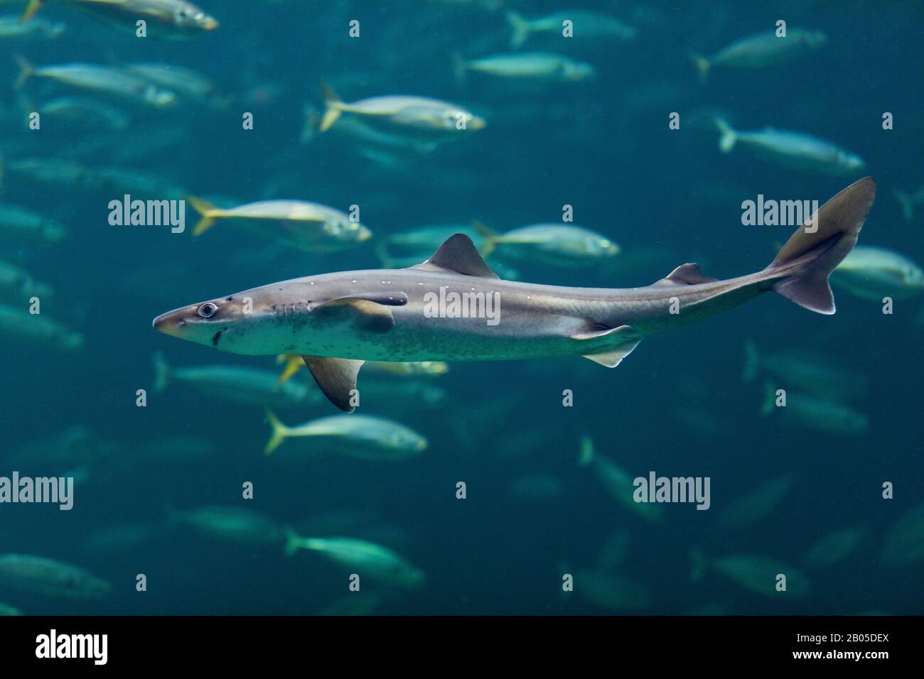 Piked dogfishes squalus acanthias hi-res stock photography and images ...