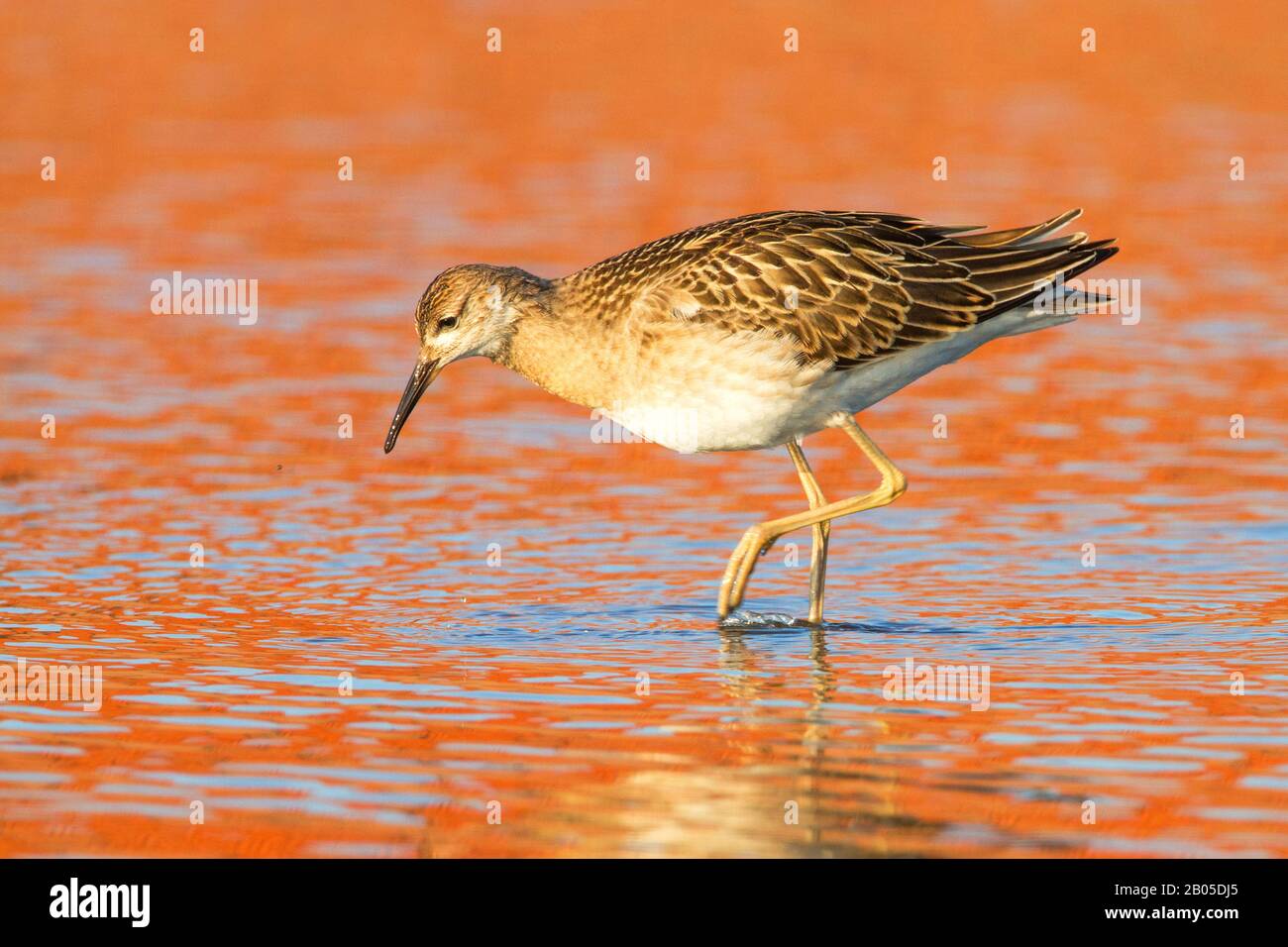 Juvenile ruff philomachus pugnax hi-res stock photography and images ...