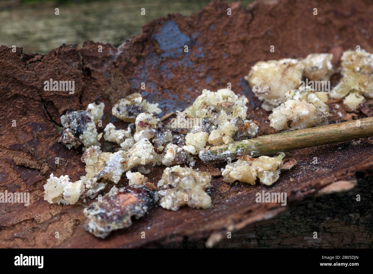 Norway spruce (Picea abies), spruce resin, Germany Stock Photo - Alamy
