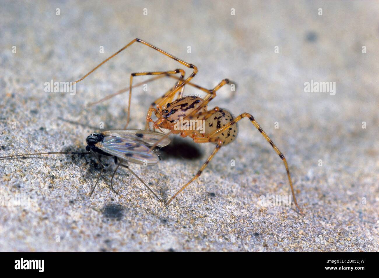 Thoracica hi-res stock photography and images - Alamy