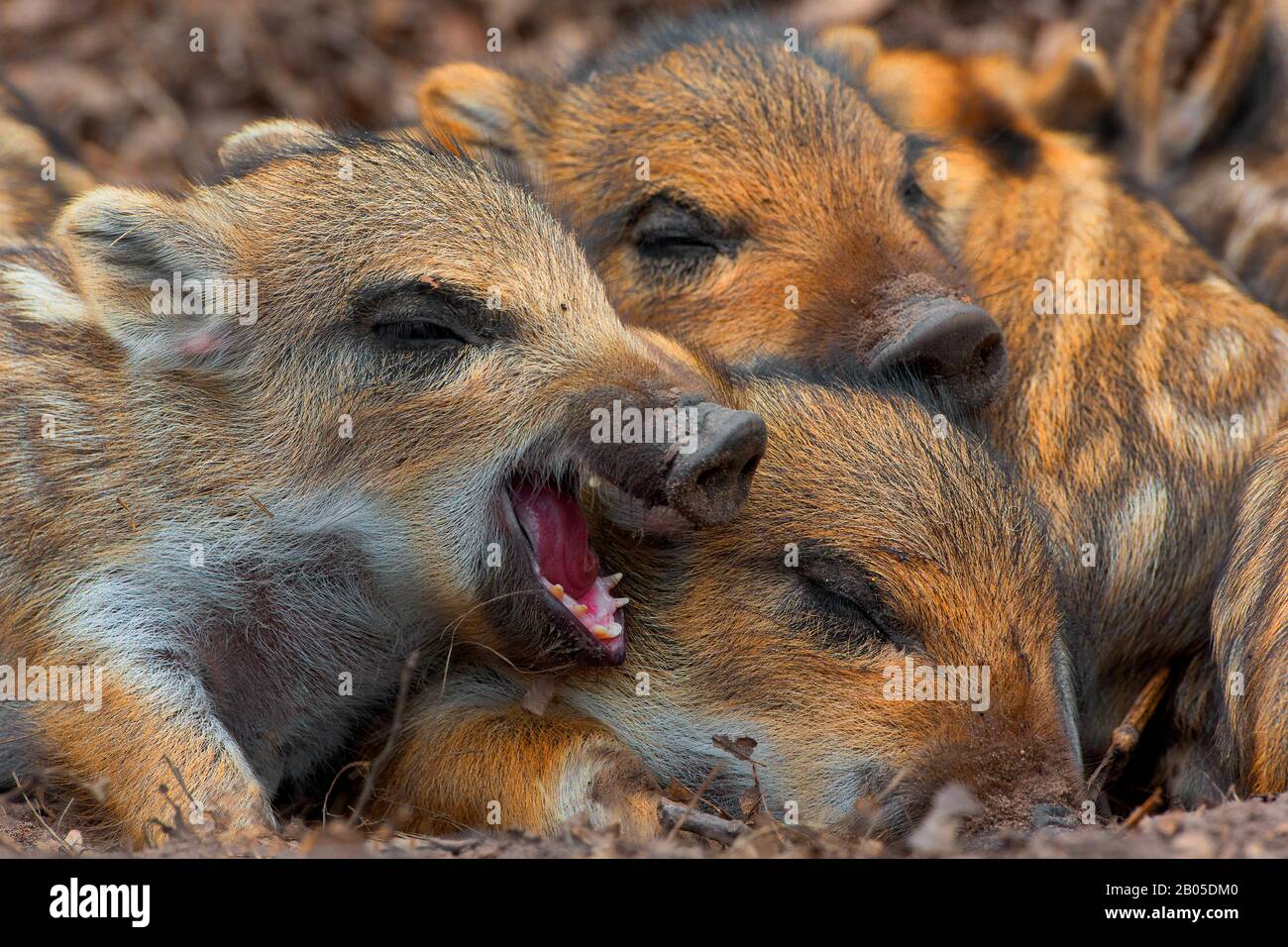 Pig mouth open hi-res stock photography and images - Alamy
