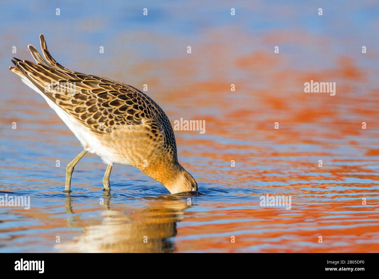 Ruff High Resolution Stock Photography and Images - Alamy