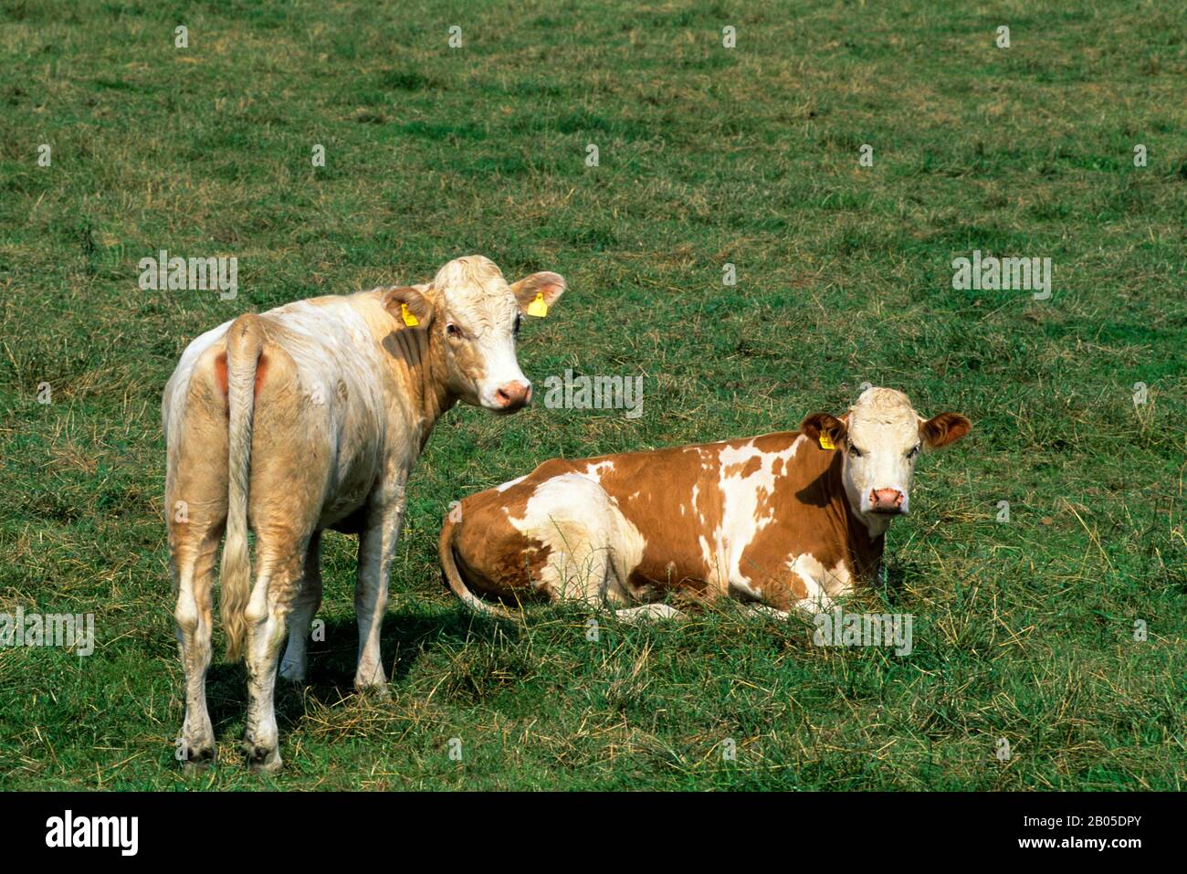 GERMANY, BAVARIA, STARNBERGER SEE, LAKE, NEAR SEESHAUPT, COWS IN ...