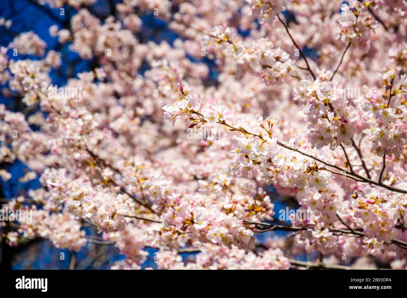 Blossom central park hi-res stock photography and images - Alamy