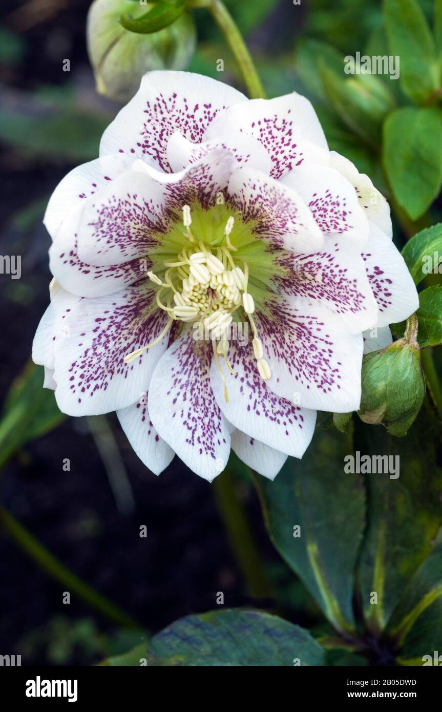Close up of flower detail of Helleborus Cinderella Ideal for borders ...