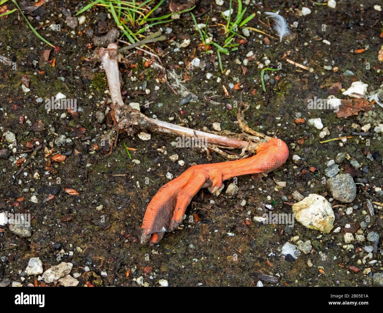 Dead mallards hi-res stock photography and images - Alamy