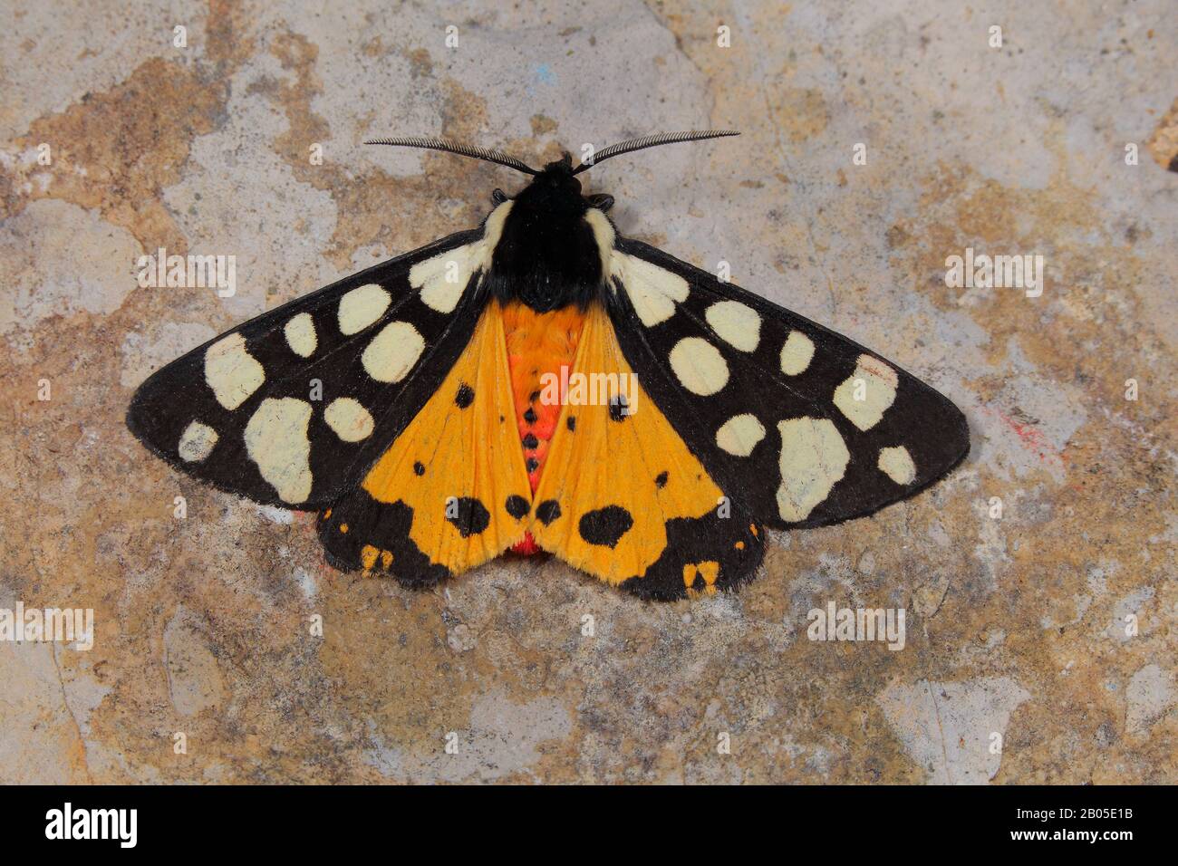 Tiger worms hi-res stock photography and images - Alamy