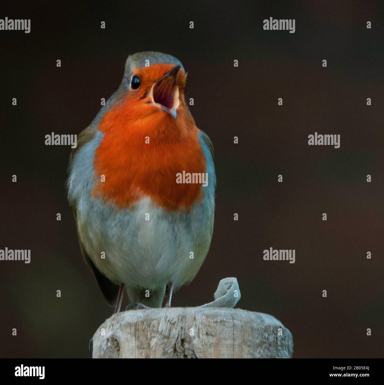 European robin (Erithacus rubecula), singing male, Germany Stock Photo ...