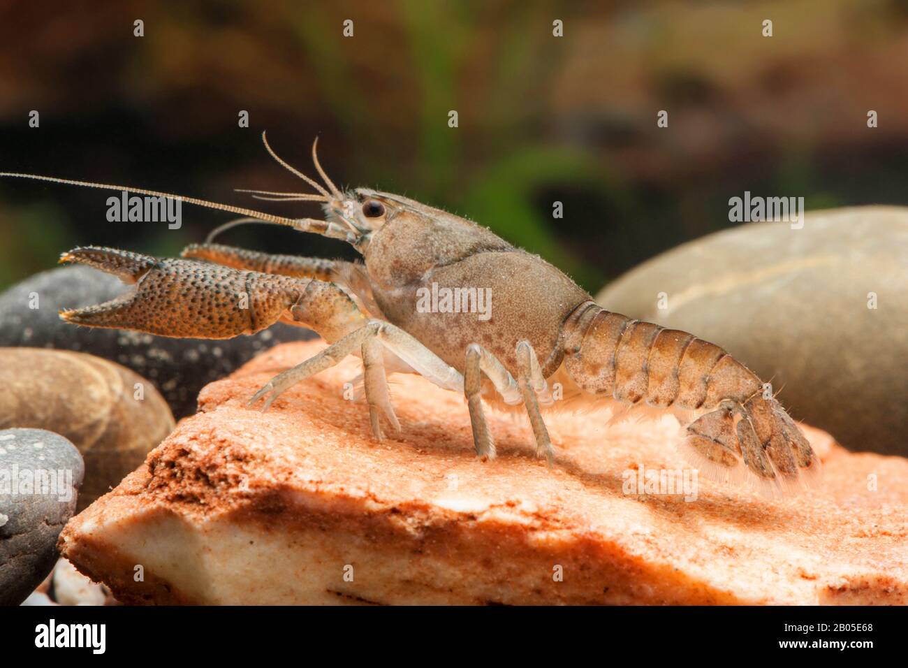 Mexican dwarf crayfish hi-res stock photography and images - Alamy