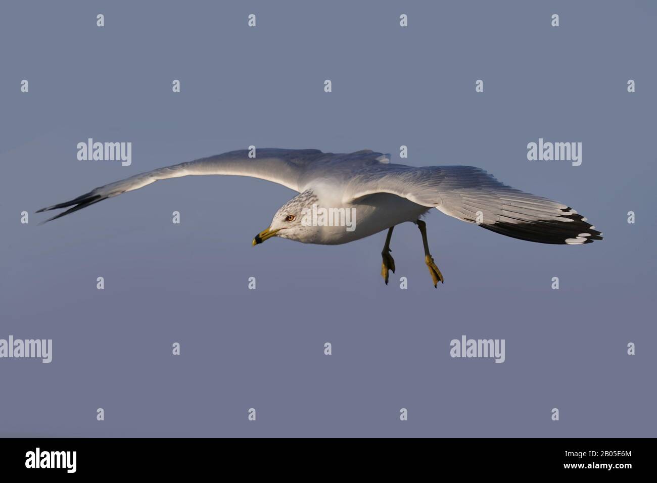 Adult Ring billed gulls Stock Photo - Alamy