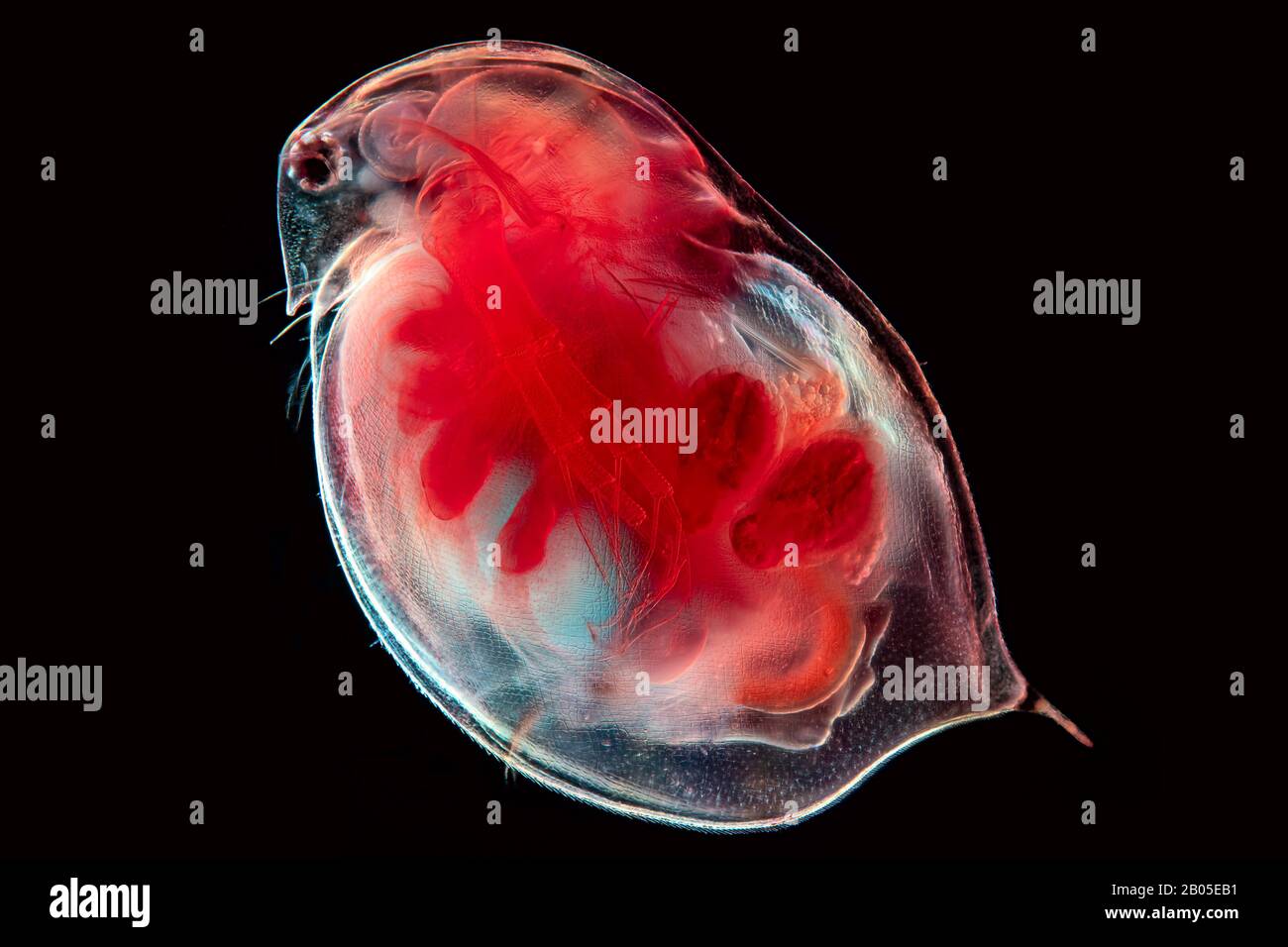 common water flea (Daphnia spec.), microscope photo of a common water ...
