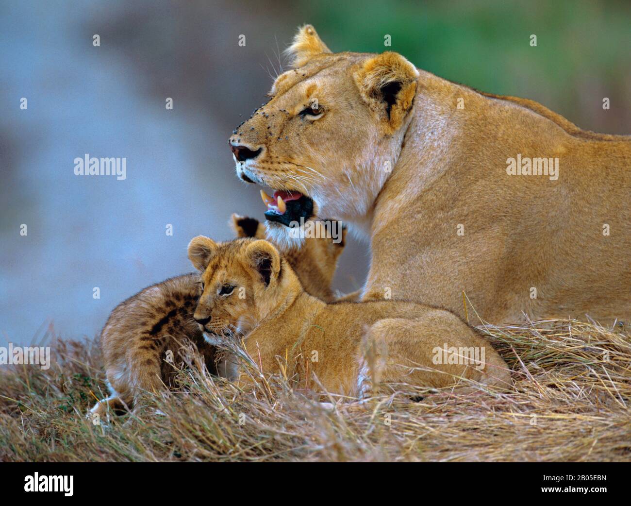 lion (Panthera leo), lioness with two lion pups, Africa Stock Photo - Alamy
