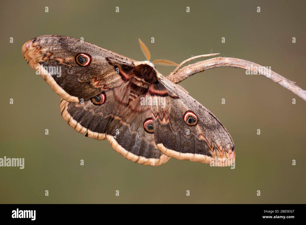 Large Emperor Moth, Giant Peacock Moth, Great Peacock Moth, Giant ...
