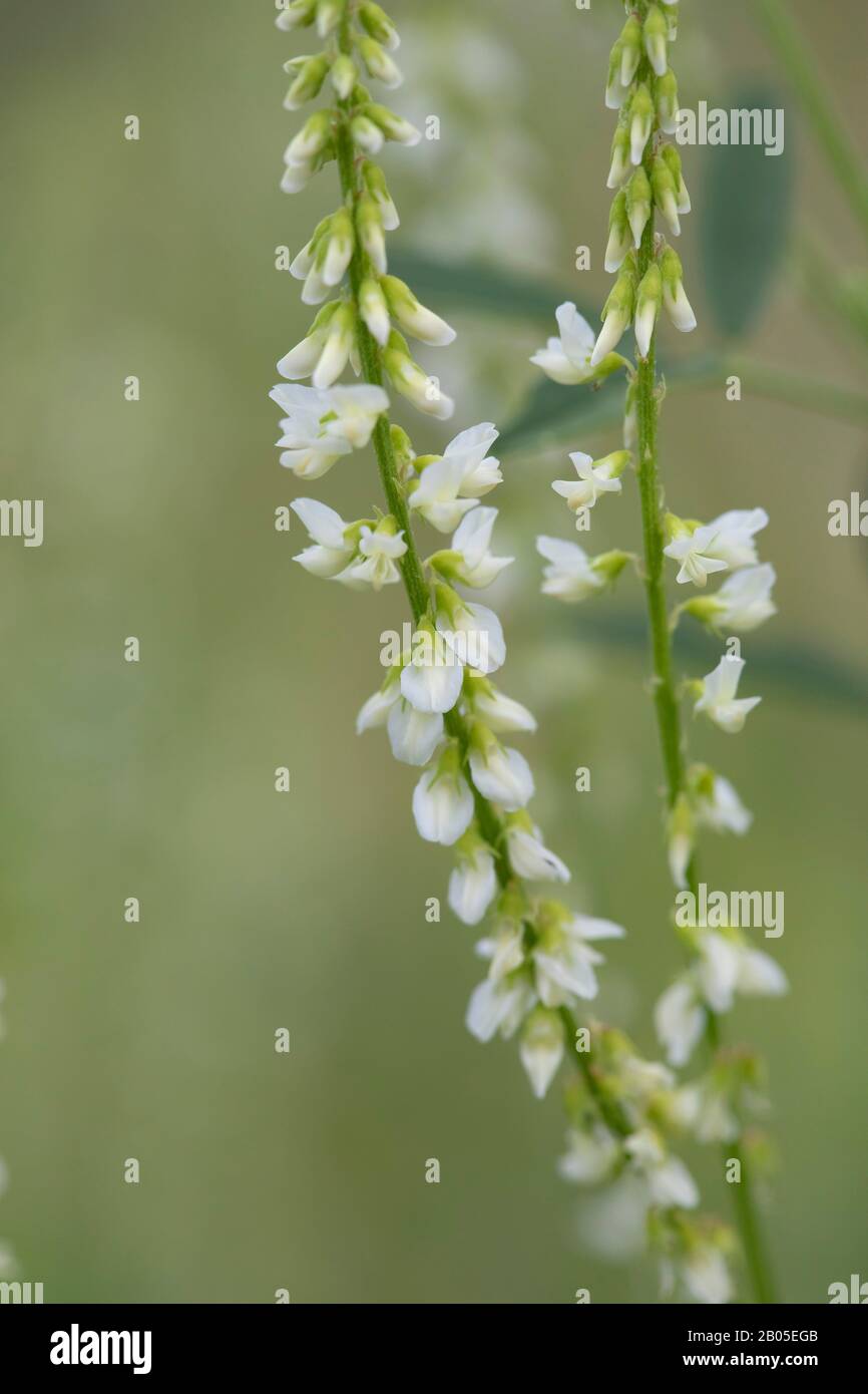 Melilotus alba hi-res stock photography and images - Alamy