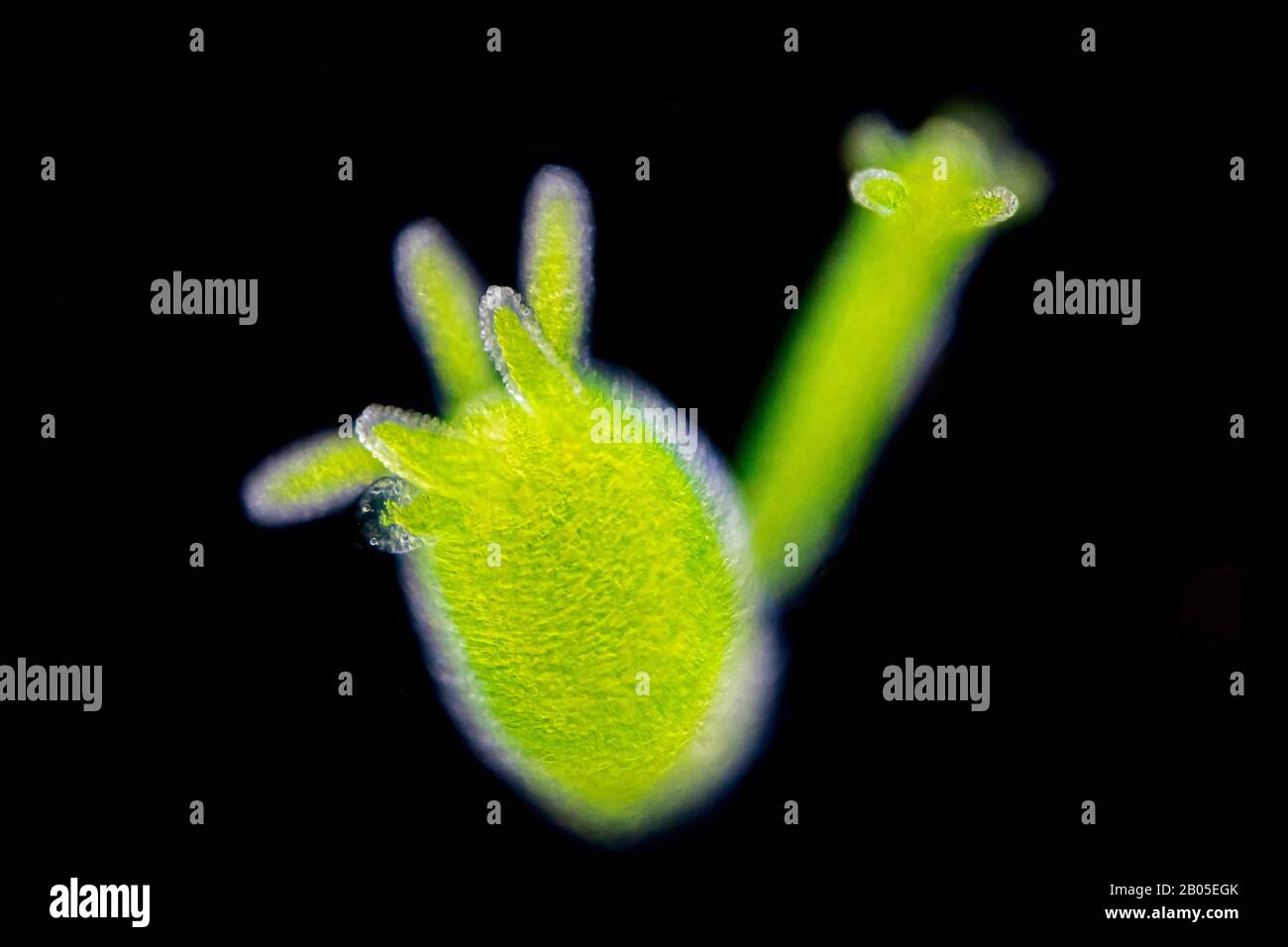 green hydra (Chlorohydra viridissima, Hydra viridis), in light ...