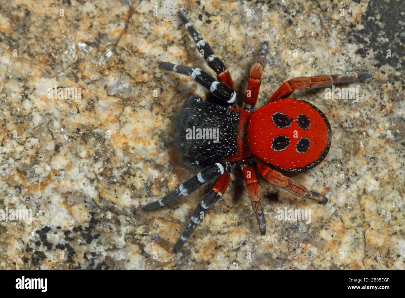 Ladybird spider (Eresus moravicus), male, Germany Stock Photo - Alamy