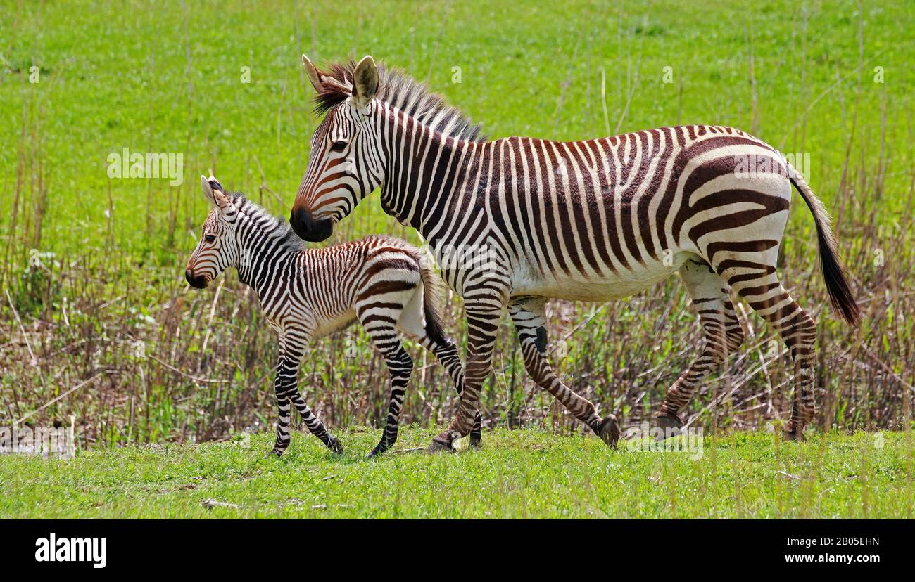 Hartmanns Mountain Zebra
