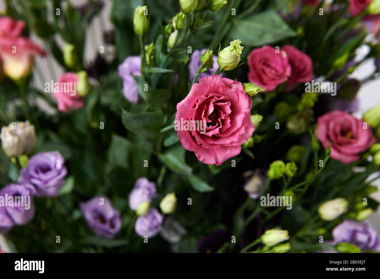 Different color roses hi-res stock photography and images - Alamy